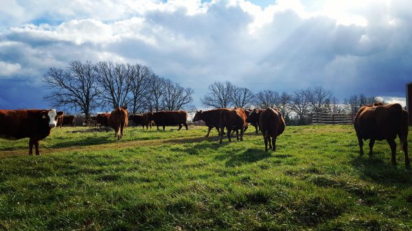 Sassafras Valley Ranch – South Poll Cattle